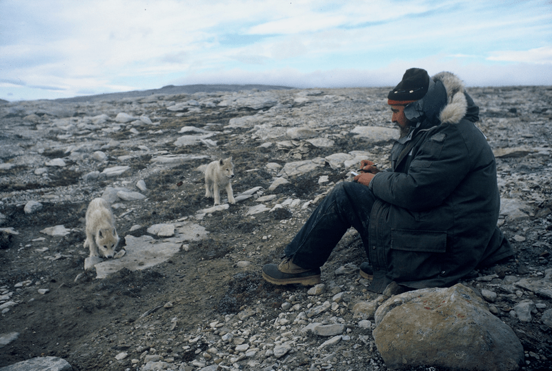 L. David Mech: American Biologist and Ecologist specializing in wolves ...